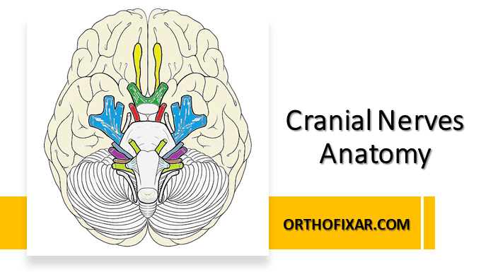 Which Cranial Nerve Has Both Sensory And Motor Functions Select All ...