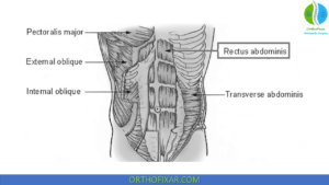 Abdominal Rectus Muscle