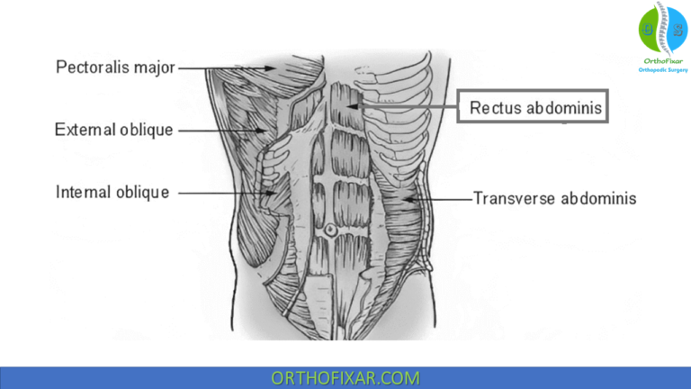 Rectus Abdominis Muscle: Anatomy, Origin, Insertion & Function