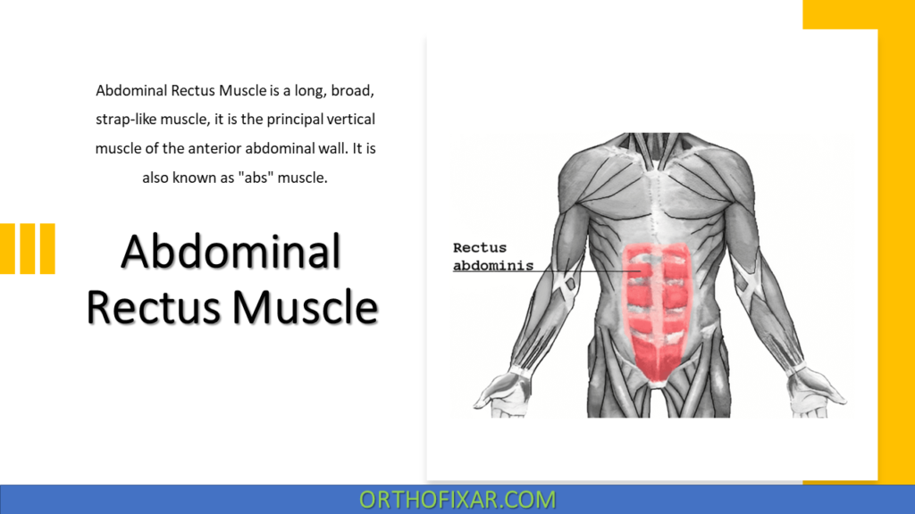 Abdominal Rectus Muscle | OrthoFixar