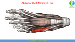 Anatomy Of Abductor Digiti Minimi Of Foot | OrthoFixar