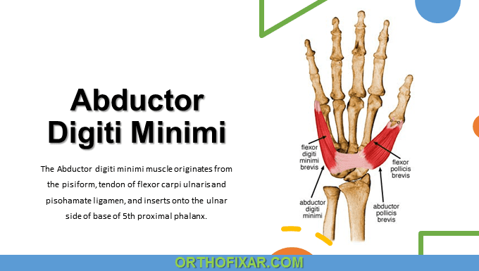 Abductor Digiti Minimi Muscle Anatomy | OrthoFixar