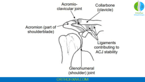 Acromioclavicular Shear Test Explained Easily | OrthoFixar