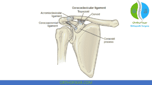 Clavicle Anatomy | Bone & Muscles