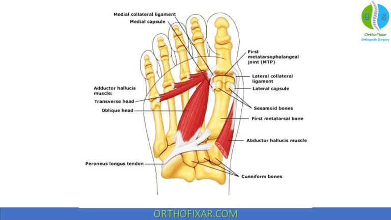 Adductor Hallucis Muscle Anatomy & Function | OrthoFixar