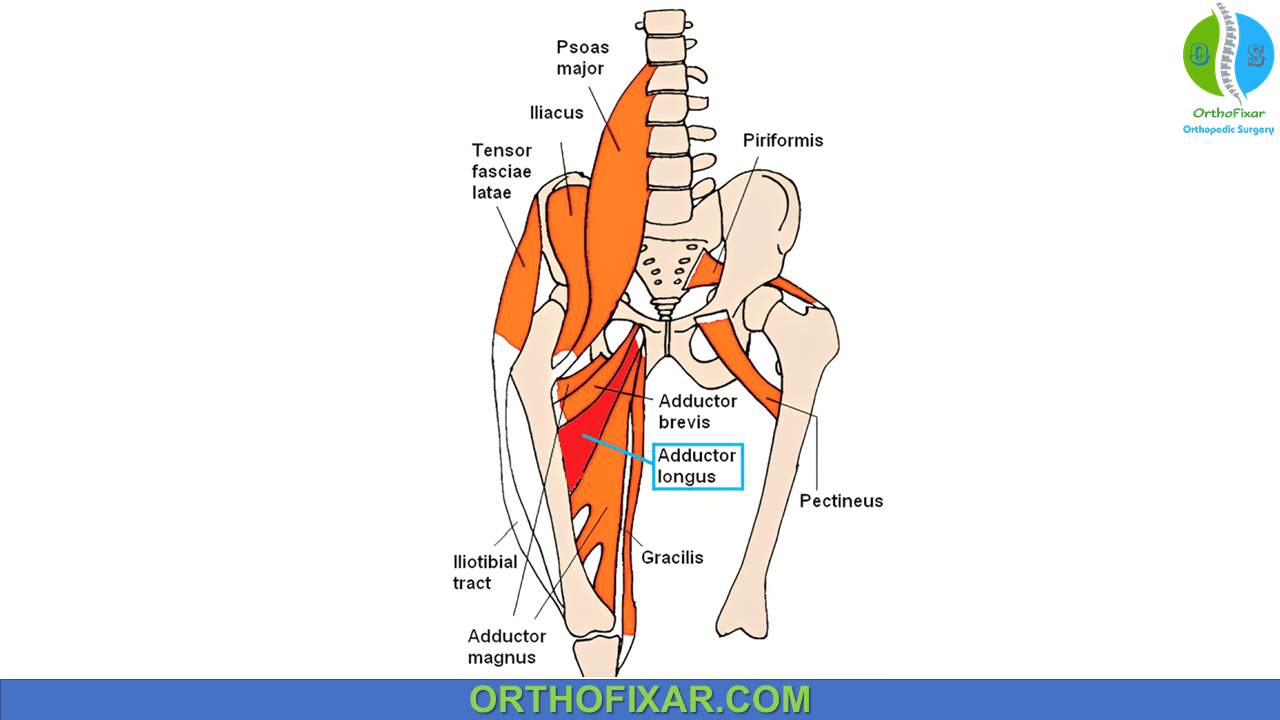 Adductor Longus Muscle Anatomy | OrthoFixar