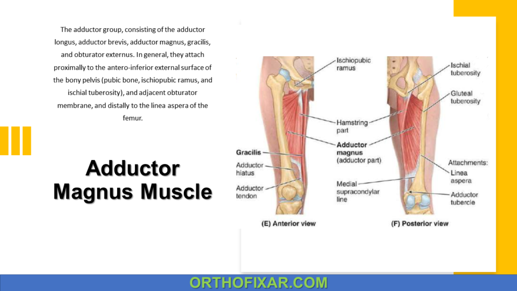 Adductor Magnus Muscle Anatomy Overview | OrthoFixar