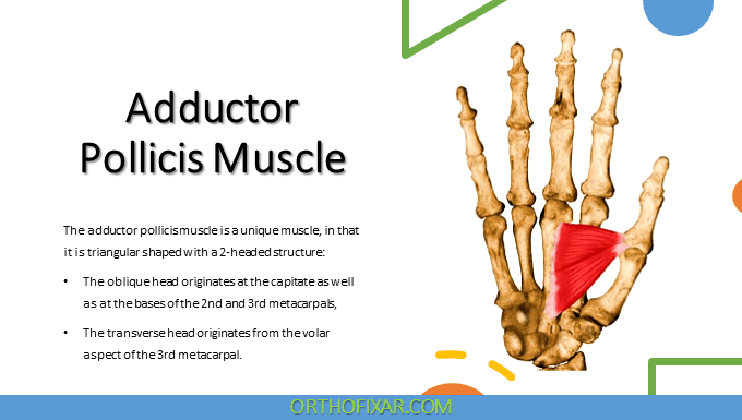 Adductor Pollicis Muscle Anatomy | OrthoFixar
