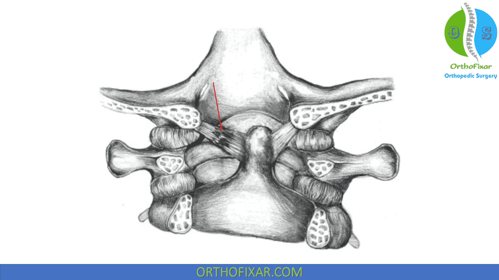 Alar Ligament Test | Orthoepdic Examination 2023