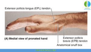 Extensor Pollicis Brevis (EPB) Anatomy