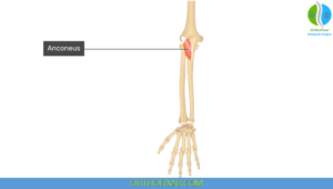 Anconeus Muscle Anatomy | OrthoFixar 2025