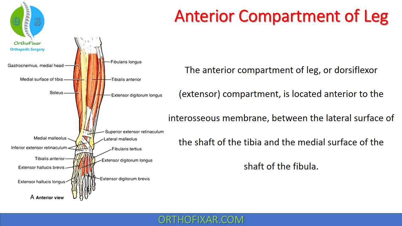 Anterior Compartment Of Leg Anterior Compartment Of Leg