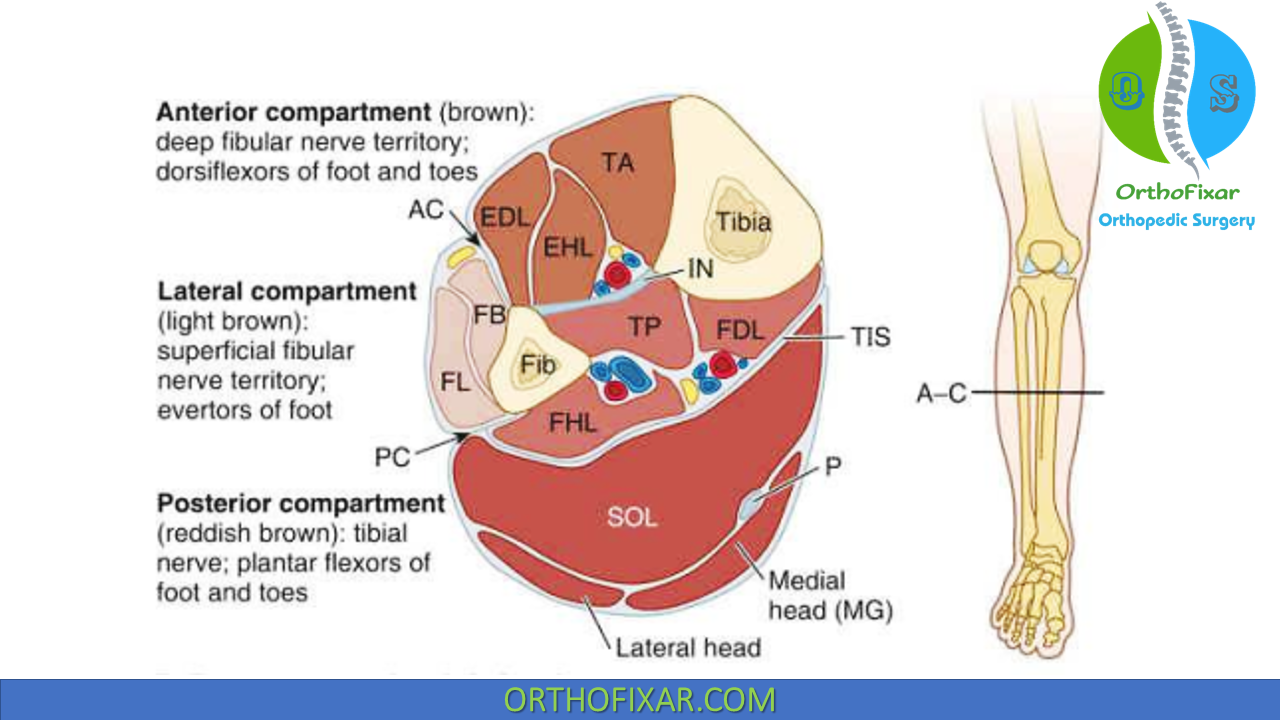 Anterior Compartment Of Leg Anterior Compartment Of Leg