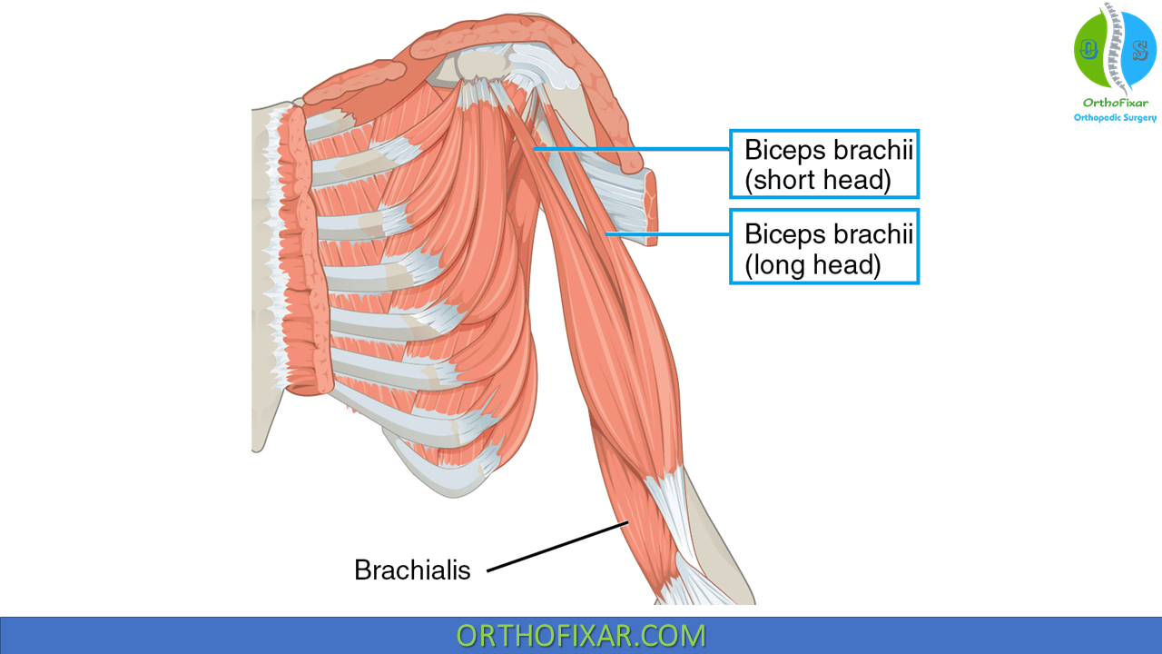 Biceps Brachii Muscle