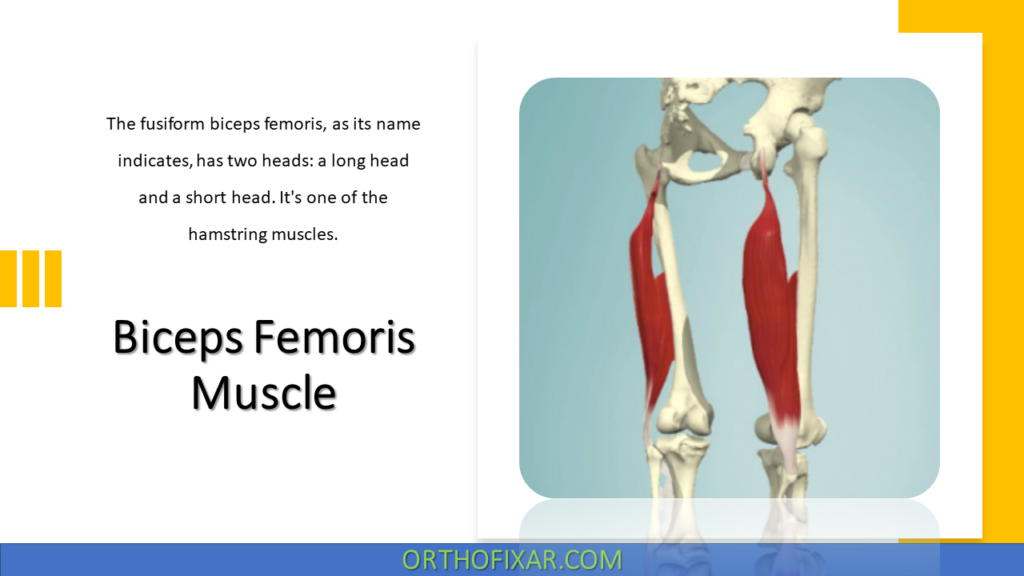 Biceps Femoris Muscle | OrthoFixar