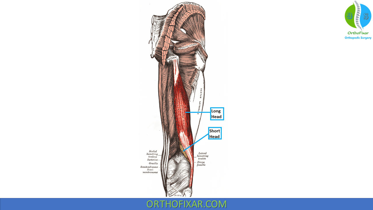 Hamstring Muscles | OrthoFixar