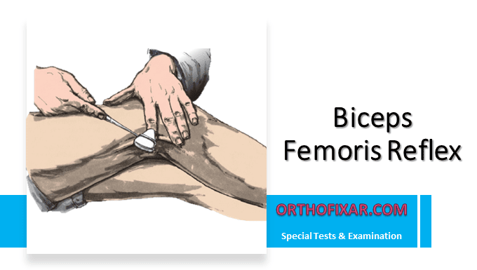 Biceps Femoris Reflex Explained Easily | OrthoFixar