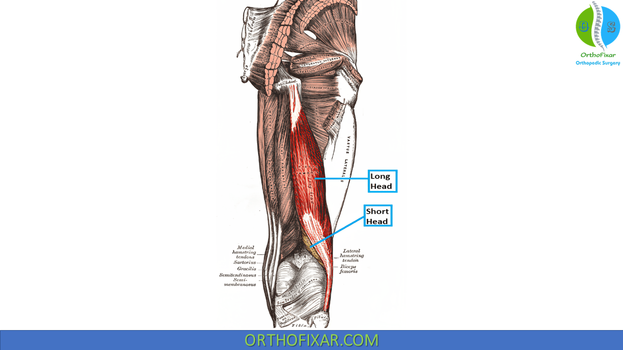 Biceps Femoris Muscle | OrthoFixar