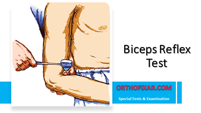 Biceps Reflex Test Explained Easily | OrthoFixar