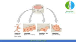Bone Cells: Osteoblasts, Osteoclasts & Osteocytes