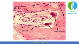 Bone Cells: Osteoblasts, Osteoclasts & Osteocytes