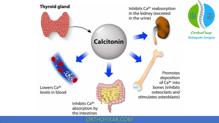 Bone Metabolism - Easy Explained | OrthoFixar 2026