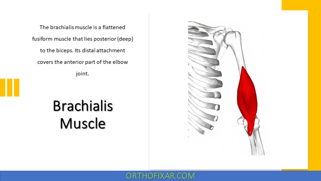 Brachialis Muscle Anatomy | OrthoFixar