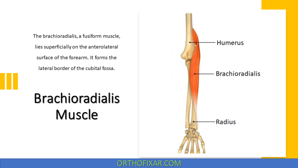 Brachioradialis Muscle | OrthoFixar