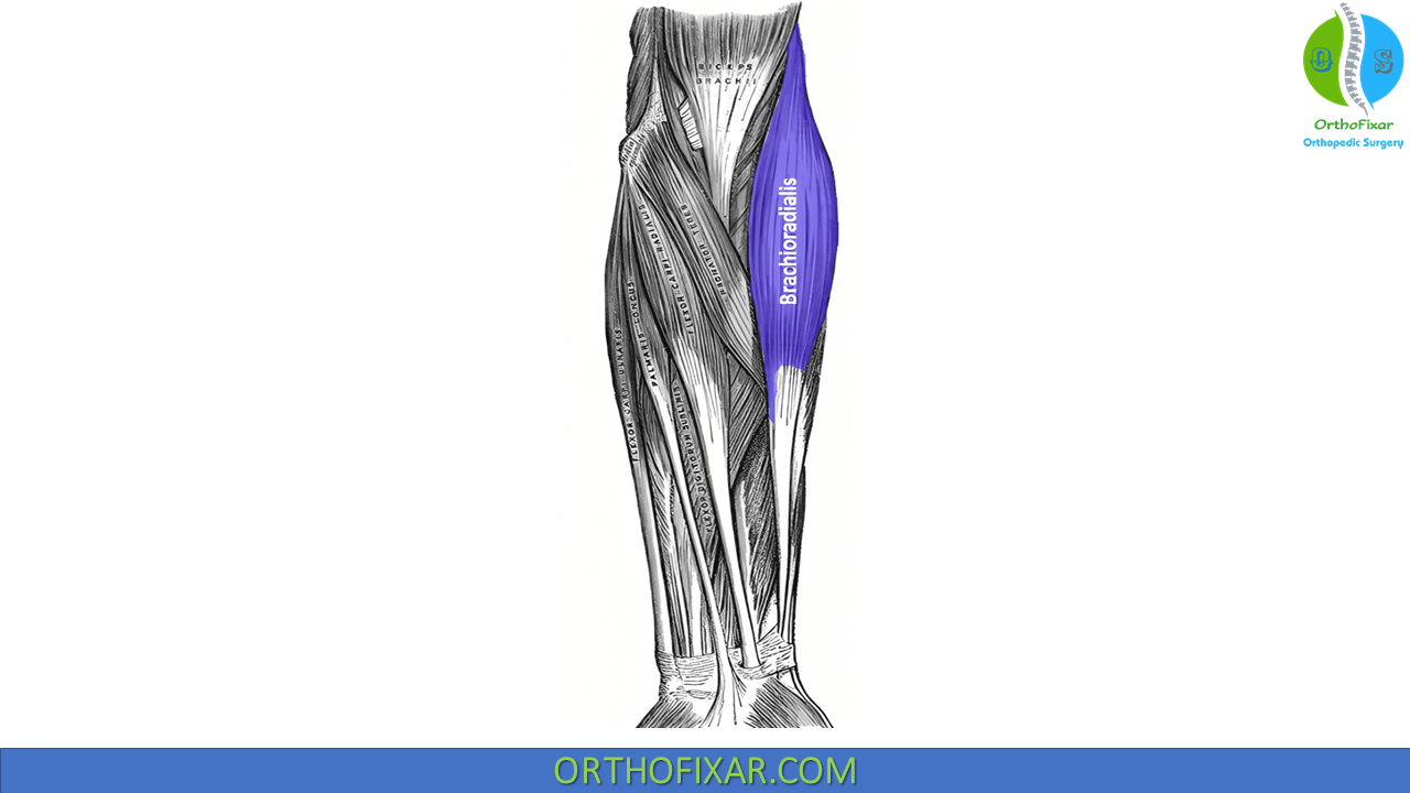 Brachioradialis Muscle | Orthopedic Learning