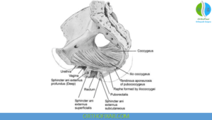 Coccygeus Muscle Anatomy | OrthoFixar