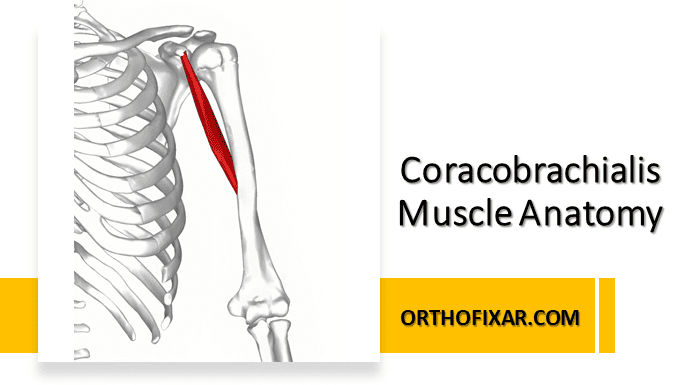 Coracobrachialis Muscle Anatomy | OrthoFixar