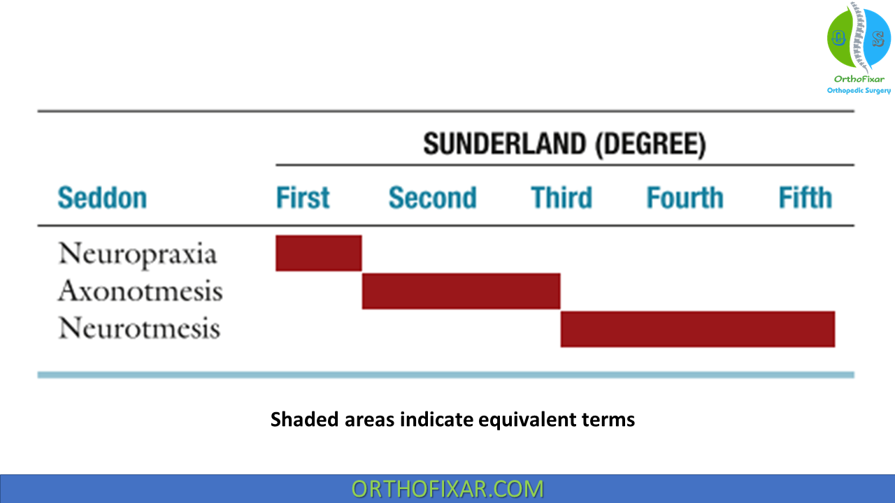 Classification Of Nerve Injuries | OrthoFixar 2025