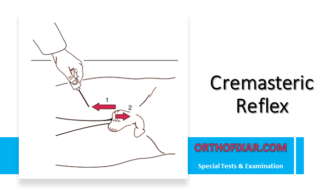 Cremasteric Reflex Explained Easily | OrthoFixar