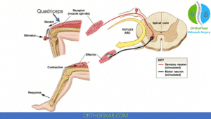 Deep Tendon Reflex Testing Explained Easily | OrthoFixar