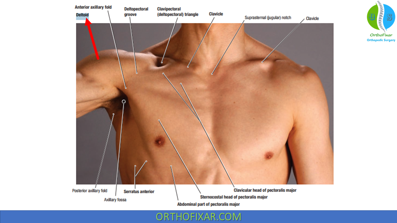 Deltoid Muscle Anatomy & Function | OrthoFixar