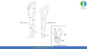Dermatome Distribution For Upper & Lower Limbs | 2026