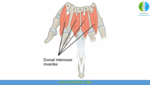 Dorsal Interossei Muscles Of The Hand | OrthoFixar 2025