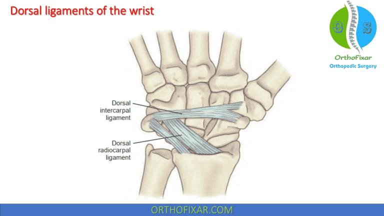 Wrist Anatomy: Bones, Ligaments & Joints | OrthoFixar 2026