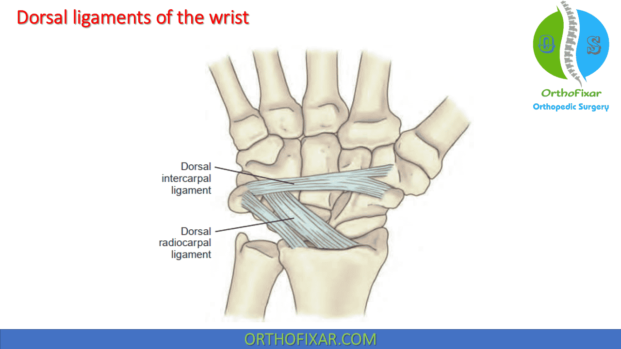 Wrist Anatomy: Bones, Ligaments & Joints | OrthoFixar 2025
