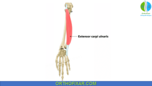 Extensor Carpi Ulnaris Muscle Anatomy
