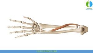 Extensor Digiti Minimi Muscle Anatomy | OrthoFixar