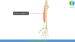 Extensor Digitorum Communis Muscle Anatomy - Upper Limb
