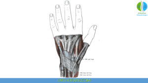 Extensor Digitorum Communis Muscle Anatomy - Upper Limb