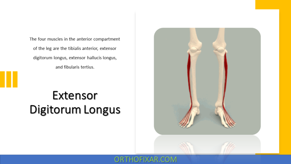 Extensor Digitorum Longus | OrthoFixar