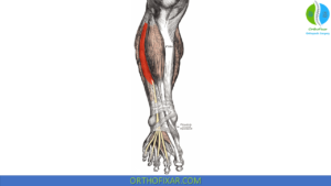 Extensor Digitorum Longus | OrthoFixar