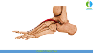 Extensor Hallucis Brevis Muscle Anatomy | OrthoFixar