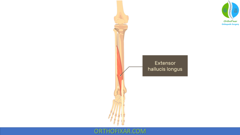 Extensor Hallucis Longus | OrthoFixar