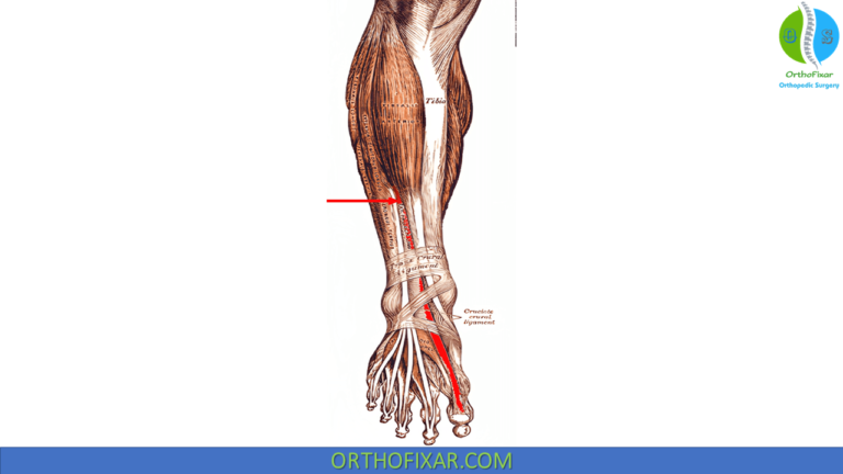 Extensor Hallucis Longus | OrthoFixar 2025