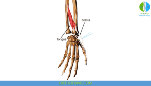 Extensor Pollicis Brevis (EPB): Origin, Insertion, Action, Nerve & Anatomy