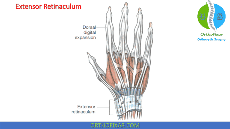 Extensor Compartments Of The Wrist | OrthoFixar